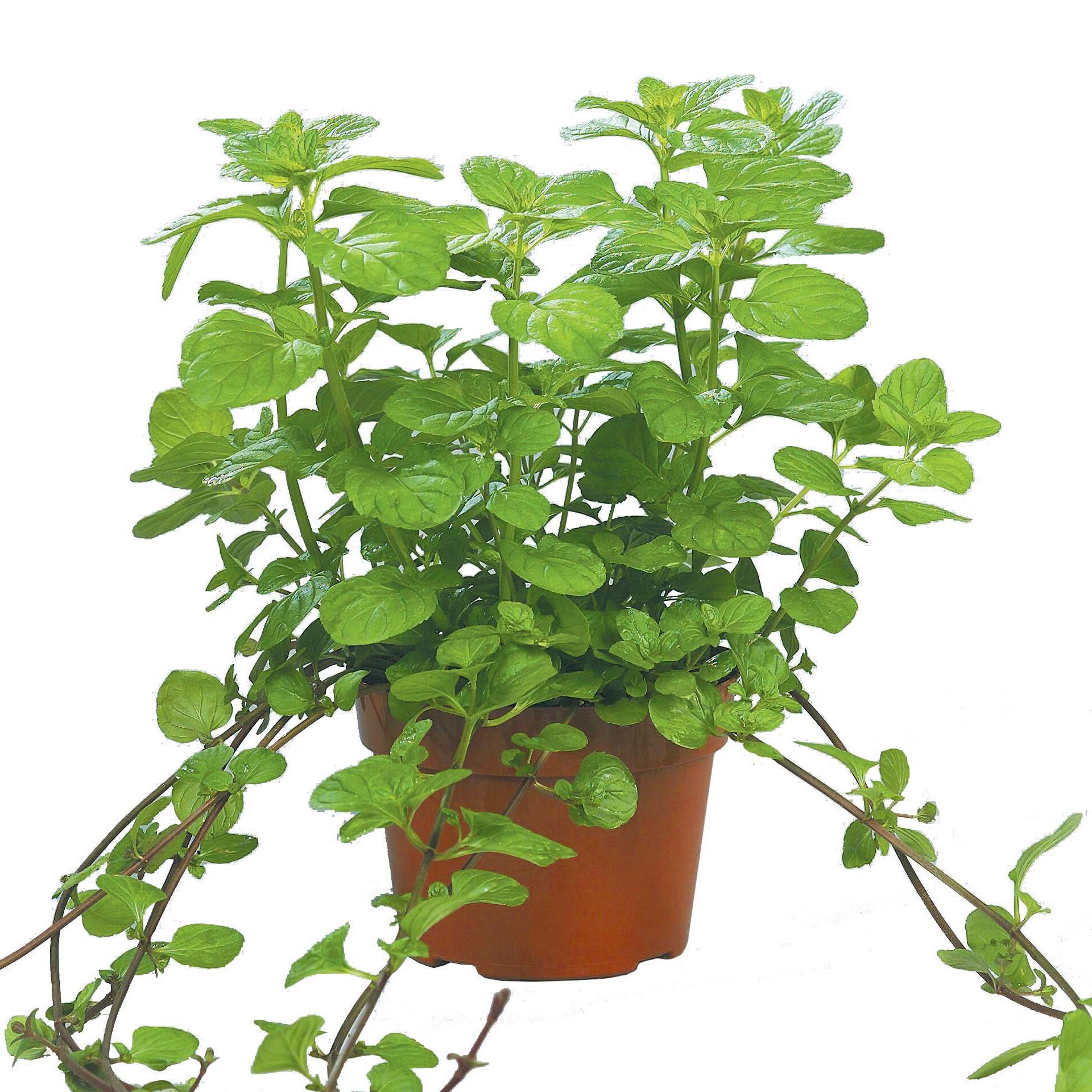 Mentha x Piperita Citrata 'Eau De Cologne'