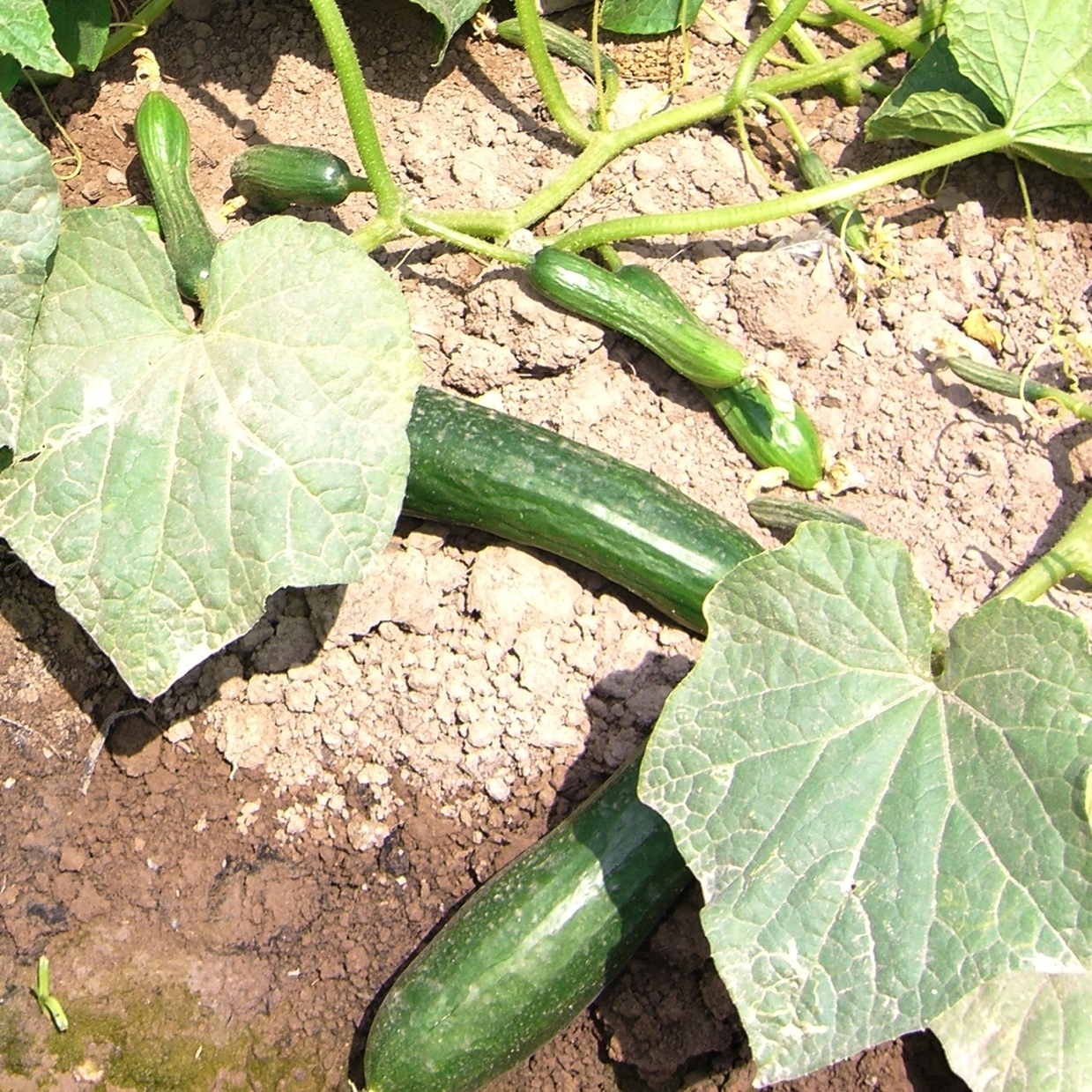 Cucumber 'Derby' Grafted