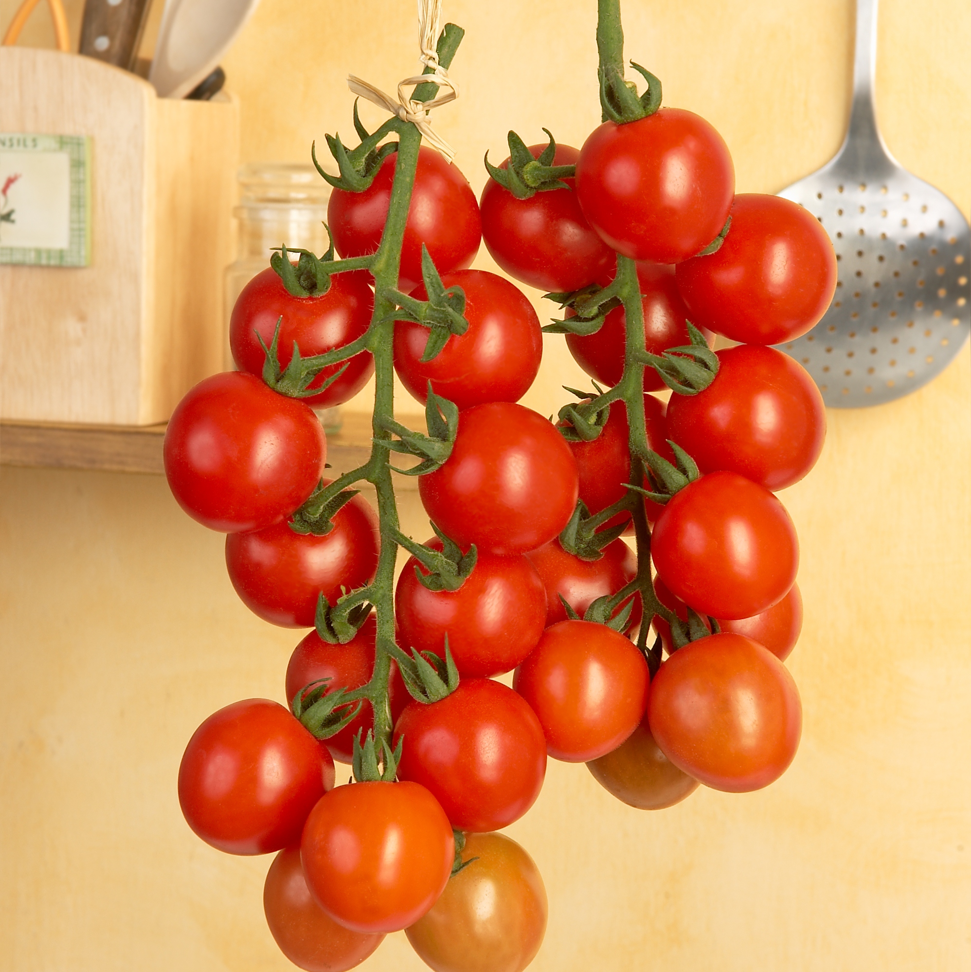 Tomato 'Tomaccio'