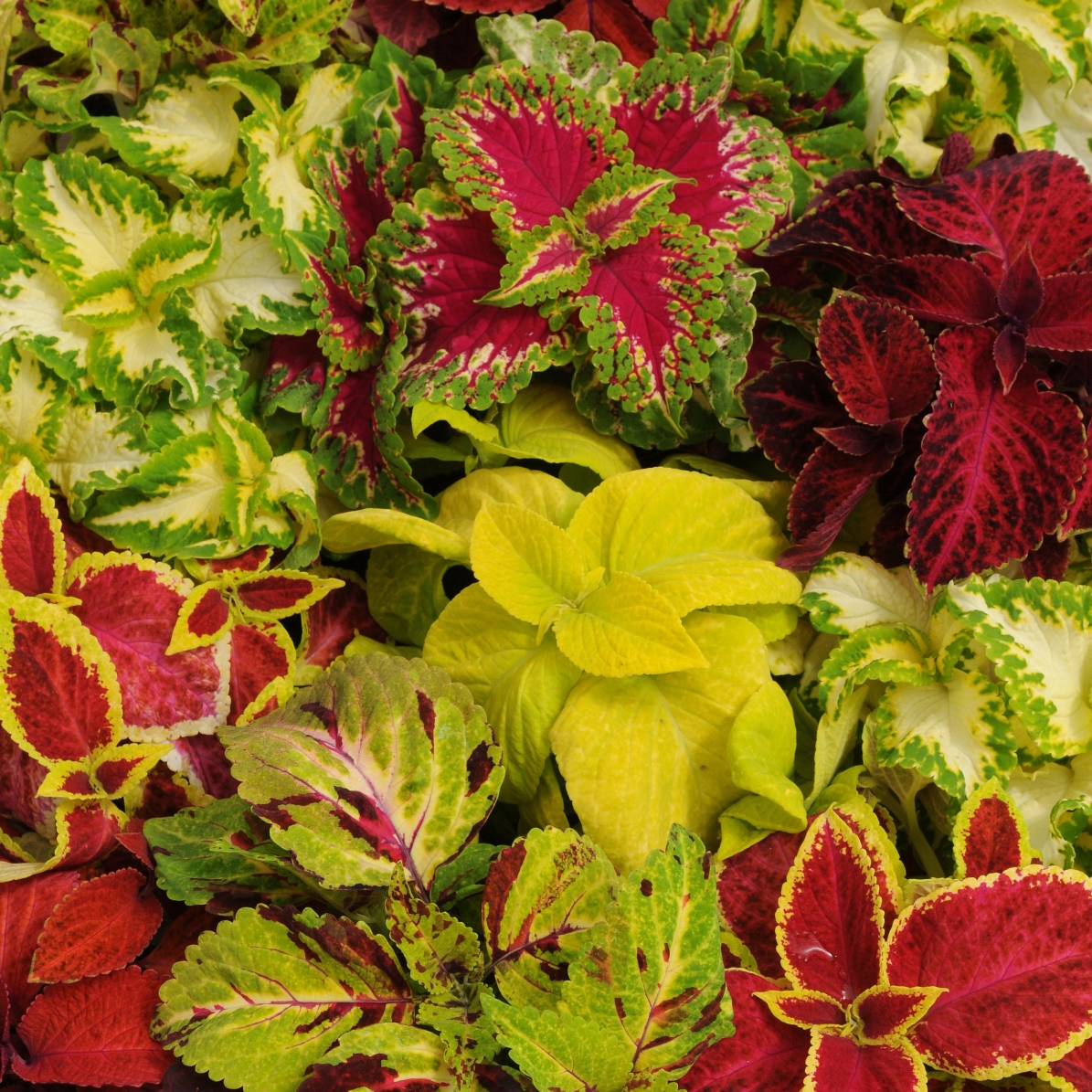 Coleus Wizard