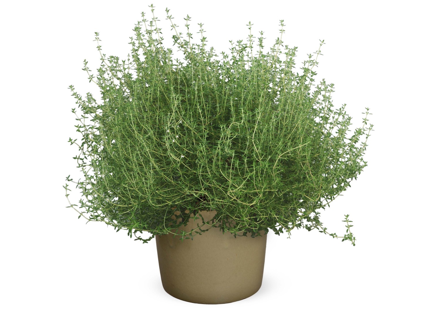 Thymus citriodorus 'Fragrantissimus Orange'