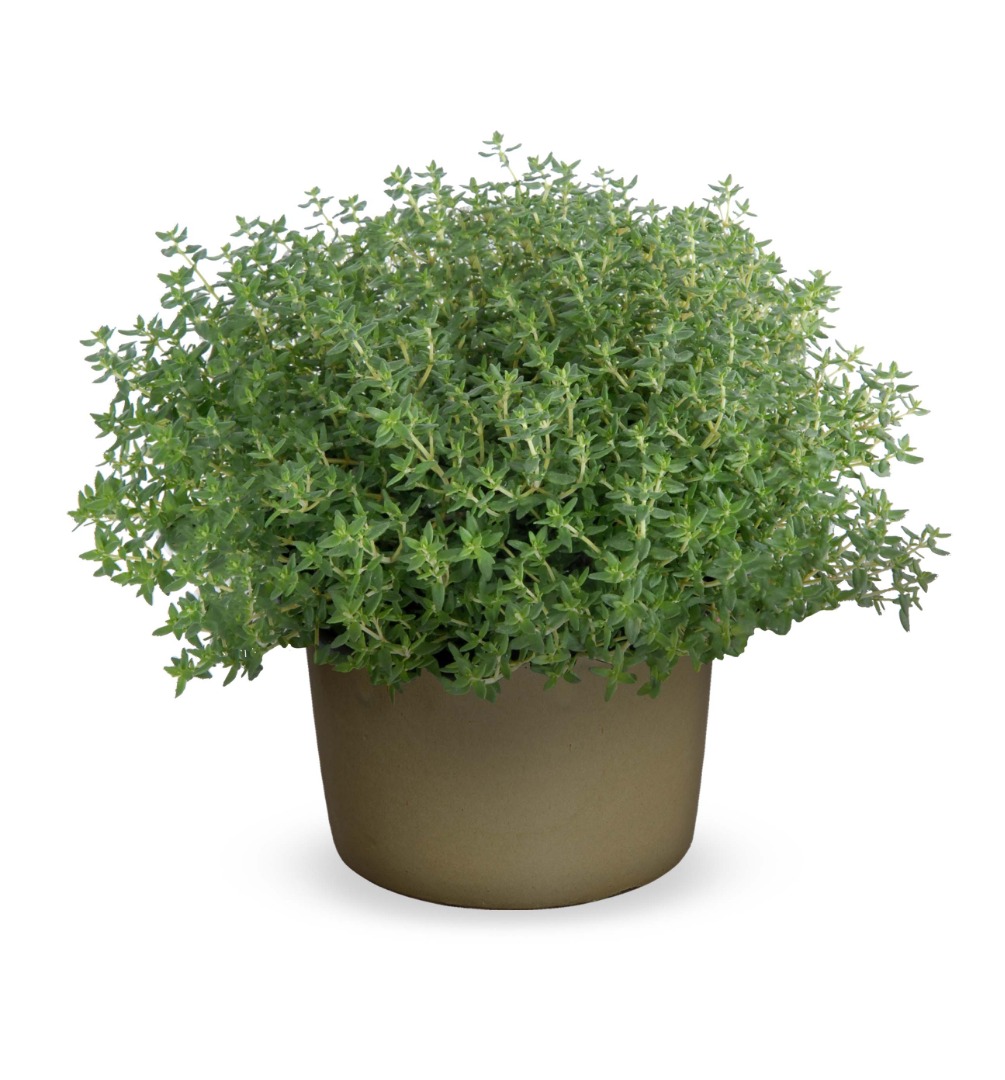 Thymus vulgaris 'Compactus'
