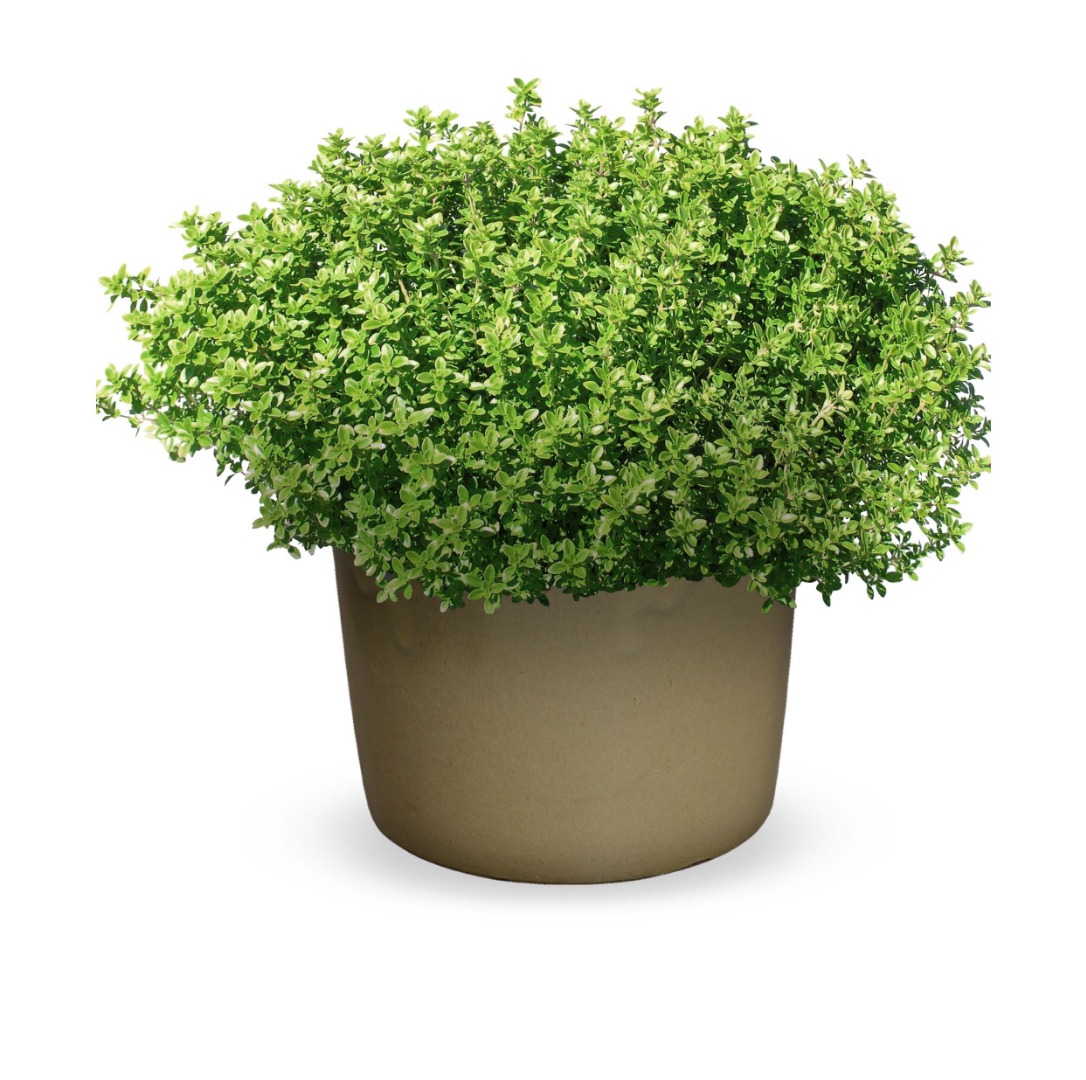 Thymus vulgaris 'Gold'