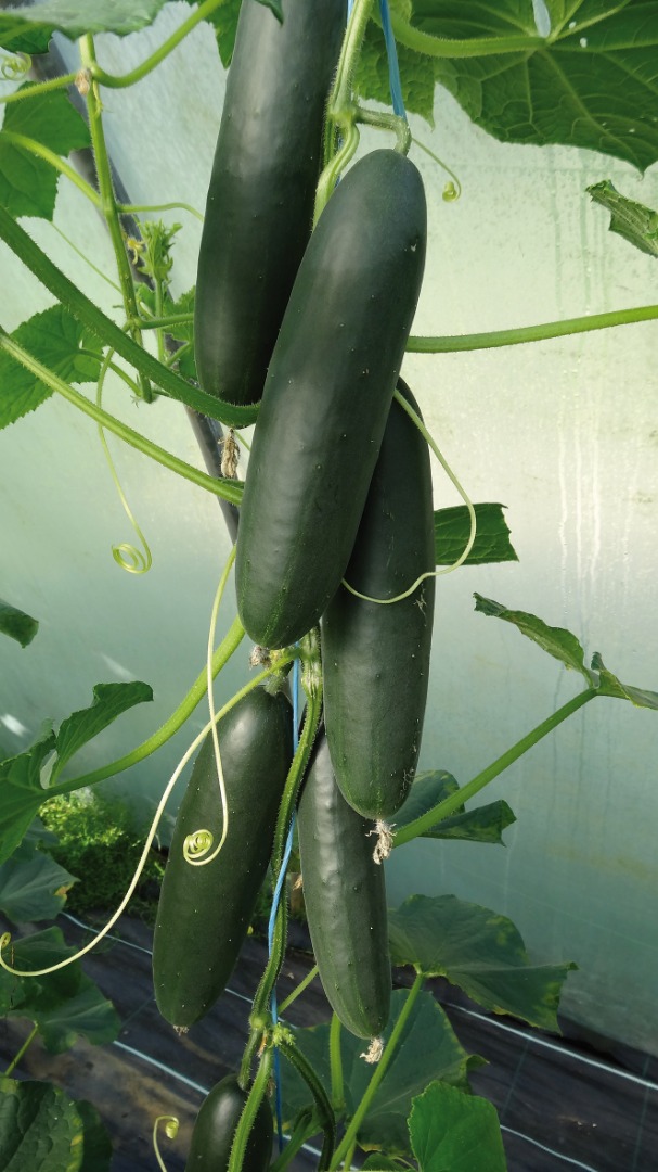 Cucumber 'Midi Epineux Murza' Grafted