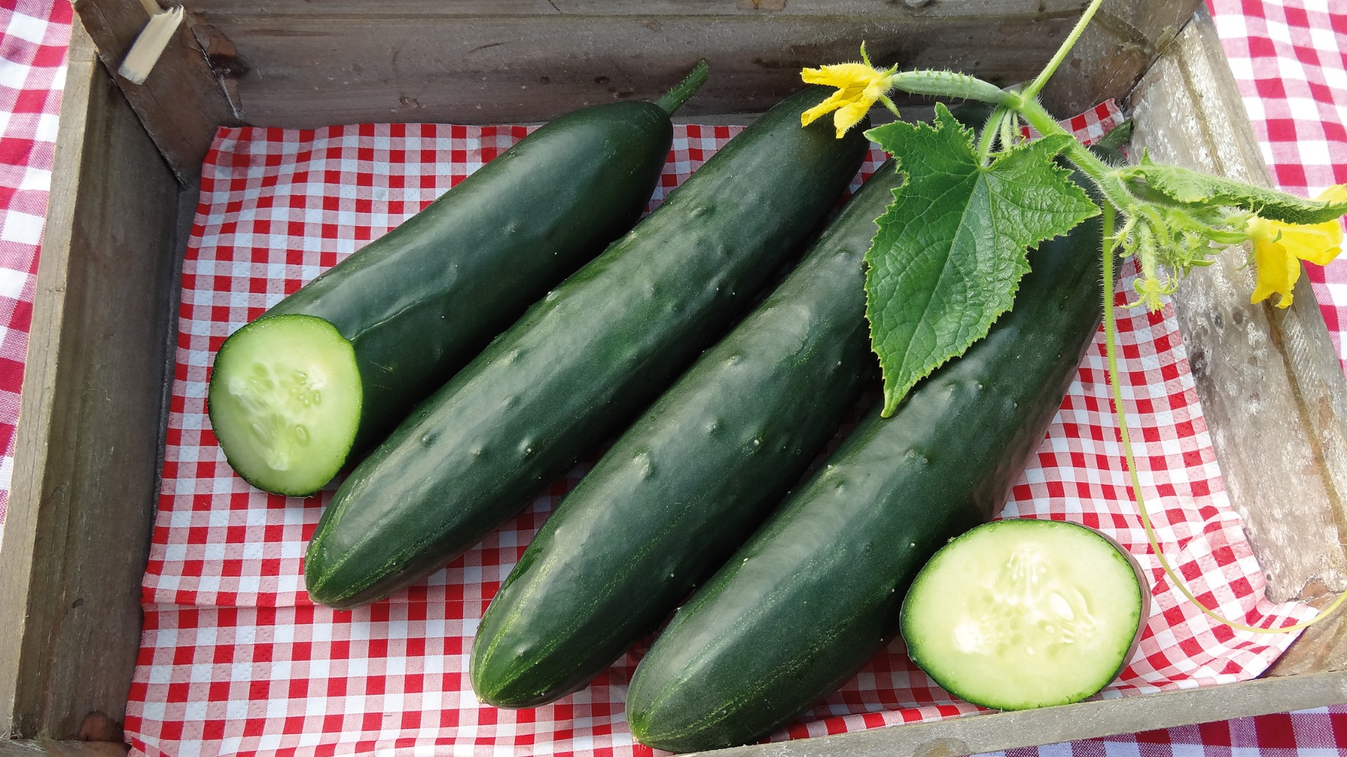 Cucumber 'Midi Epineux Murza' Grafted