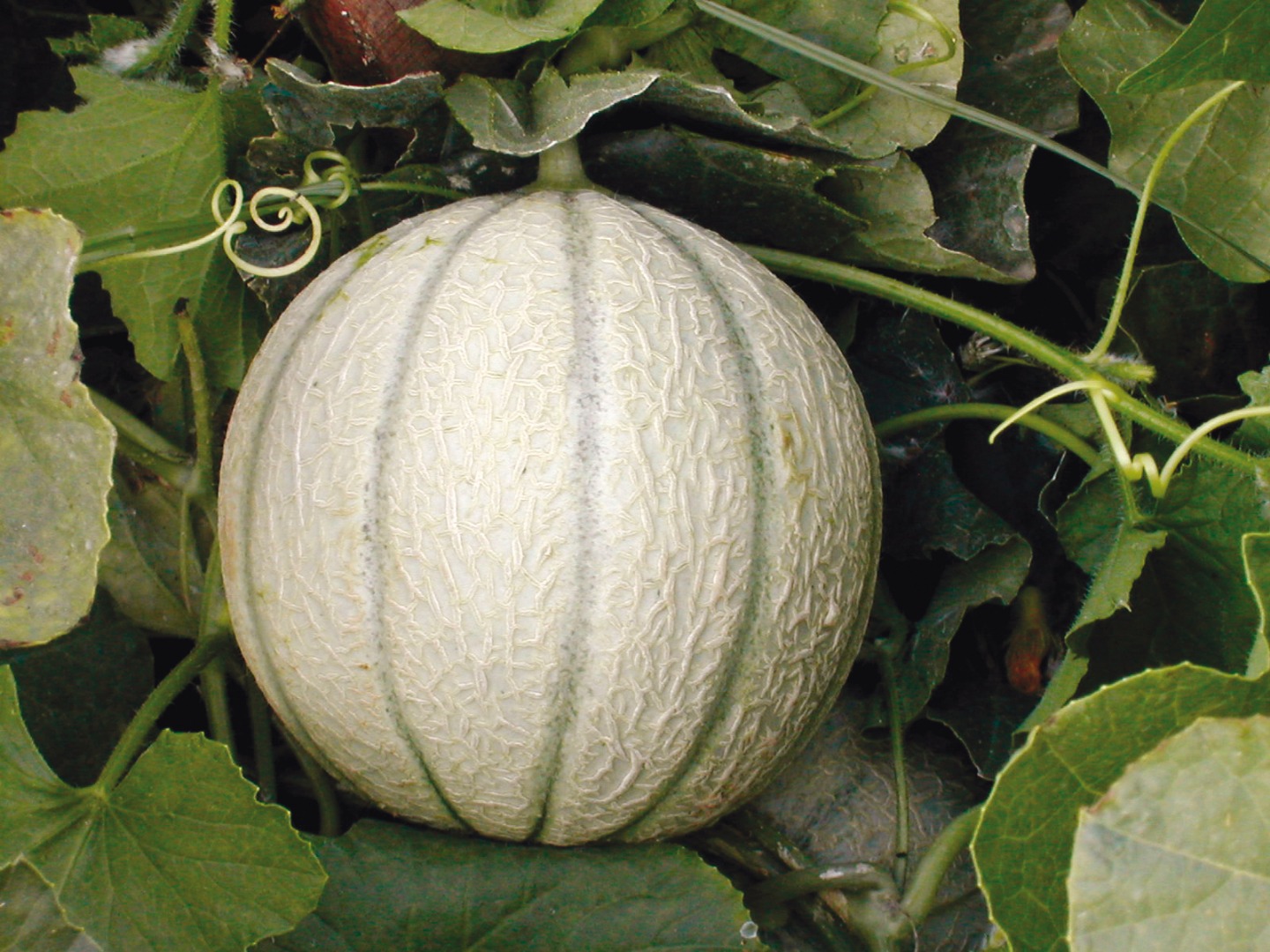 Melon 'Sivan' Grafted