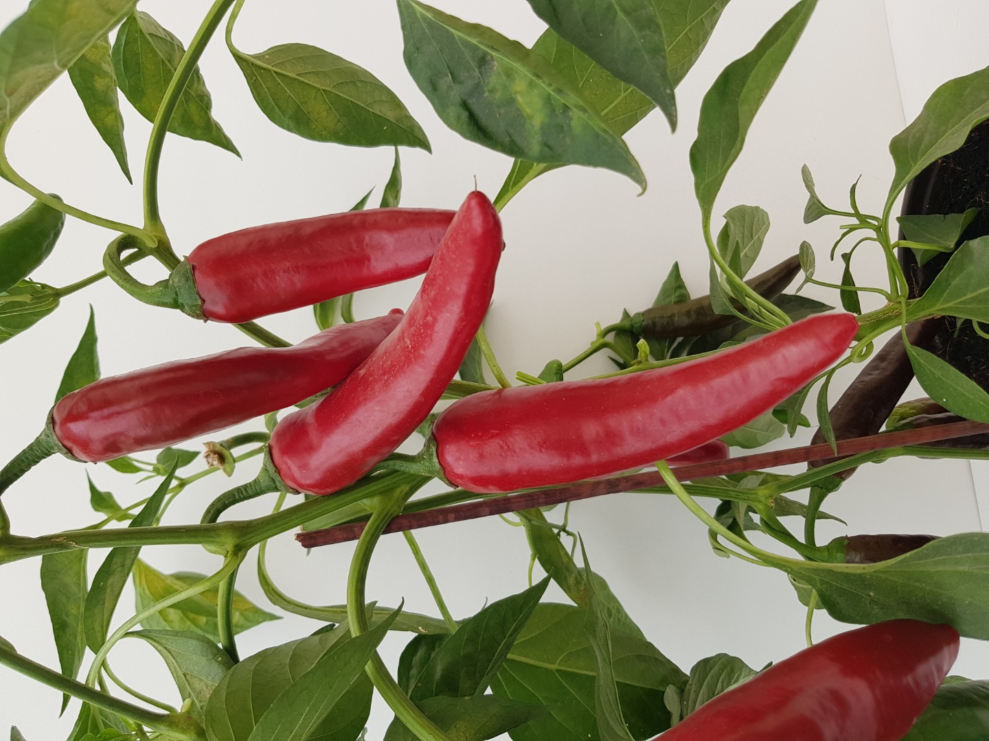 Hishtil | Capsicum 'Big Devil'