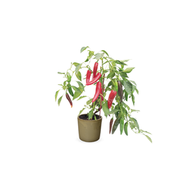 'Hishtil' - Peppers That Bites