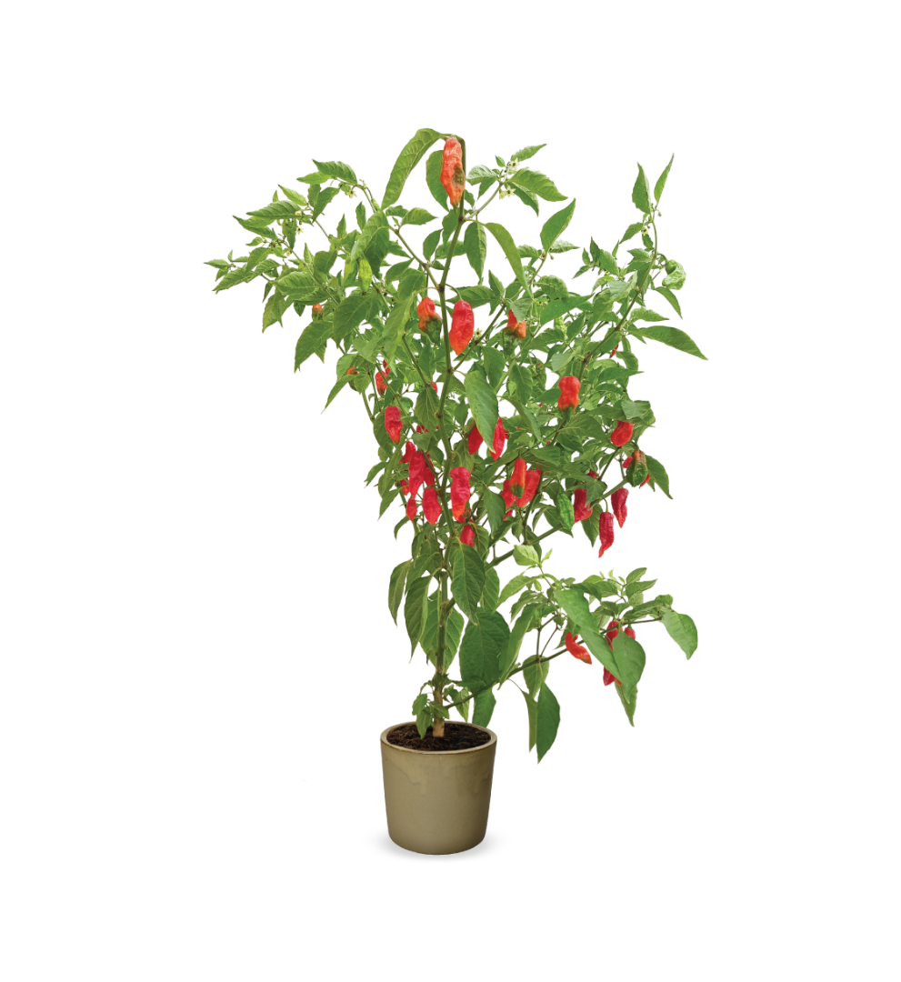 Hishtil|Capsicum hot 'Morich' (Naga Red) Grafted