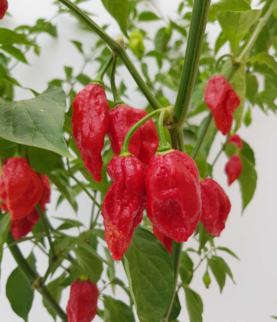 Hishtil|Capsicum hot 'Morich' (Naga Red) Grafted