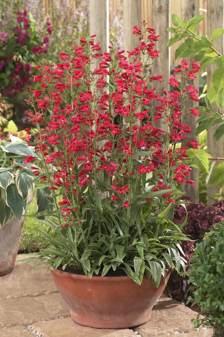 Penstemon 'Riding Hood'® Red℗