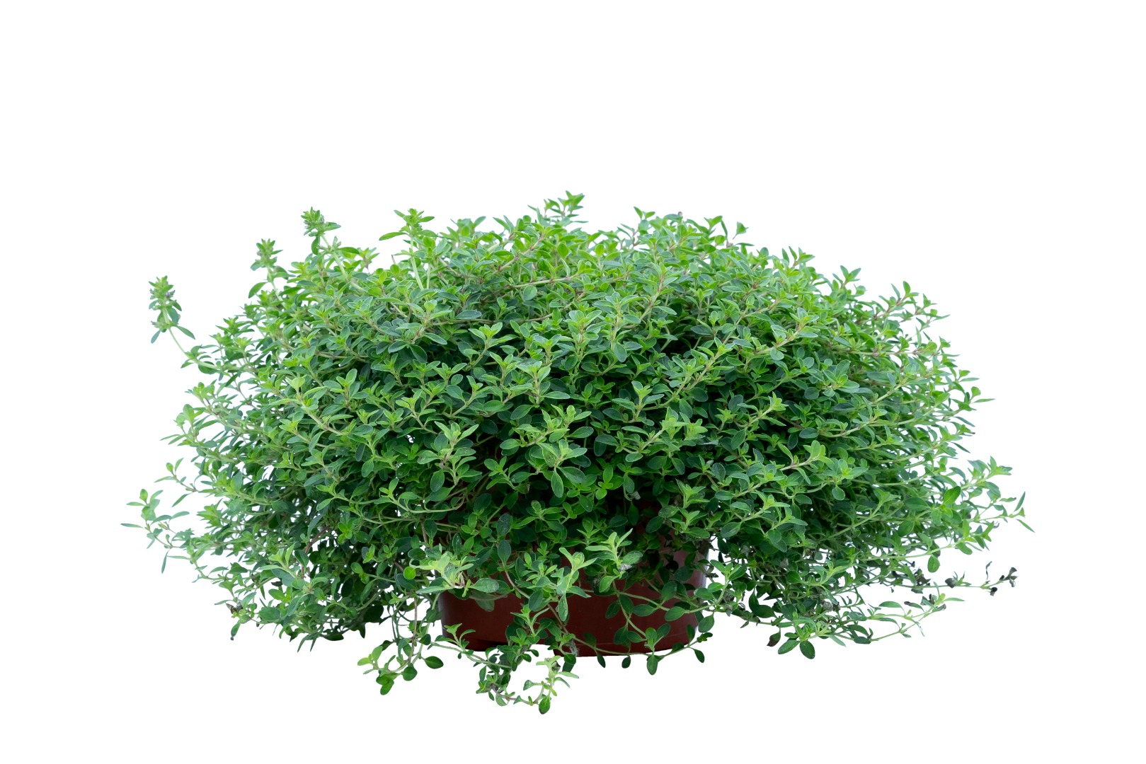 Thymus Spp. 'Ruby Glow'