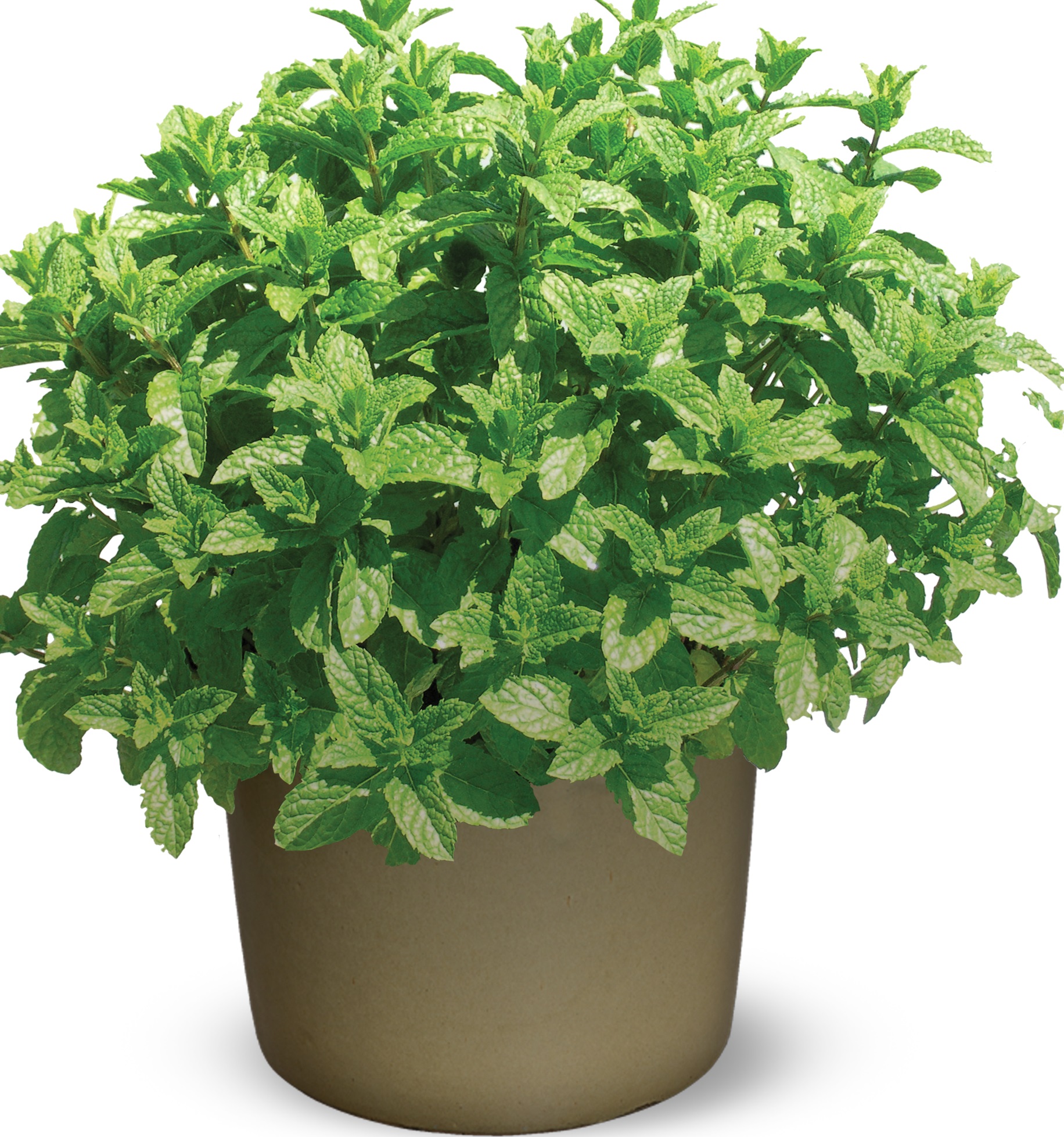 Mentha spicata 'Moroccan'