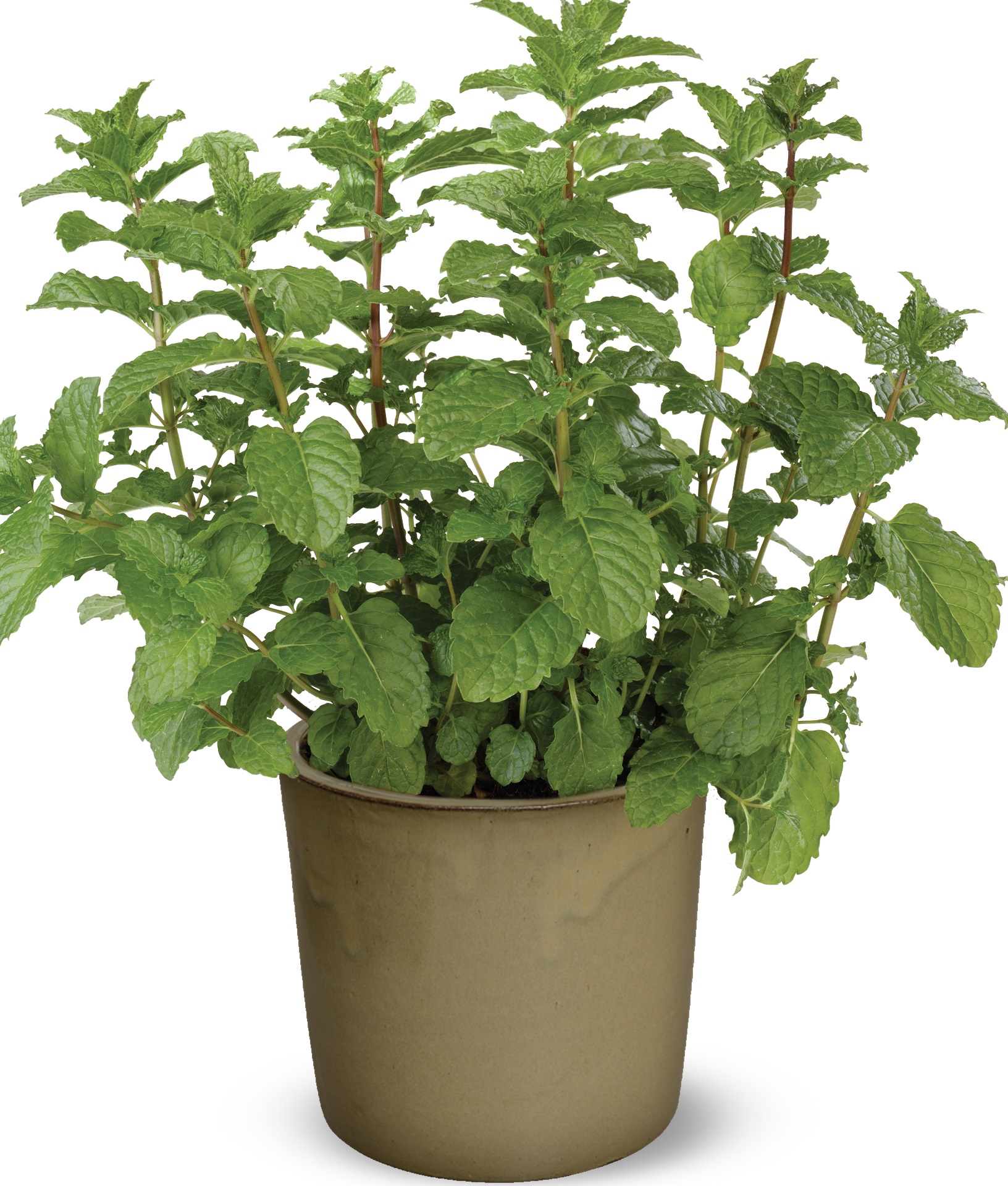 Mentha spicata 'Spanish'