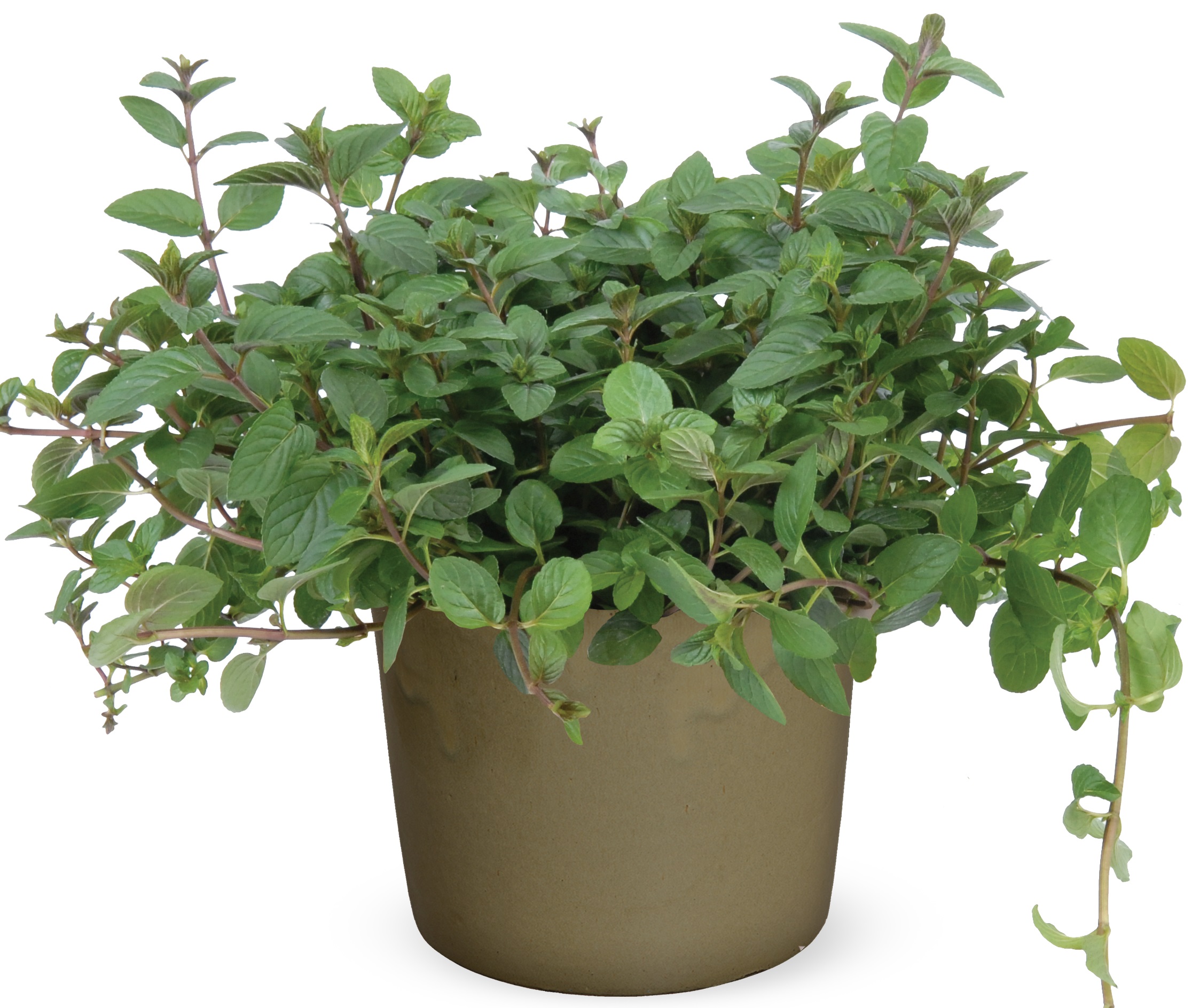 Mentha X Piperita f. Citrata 'Chocolate'