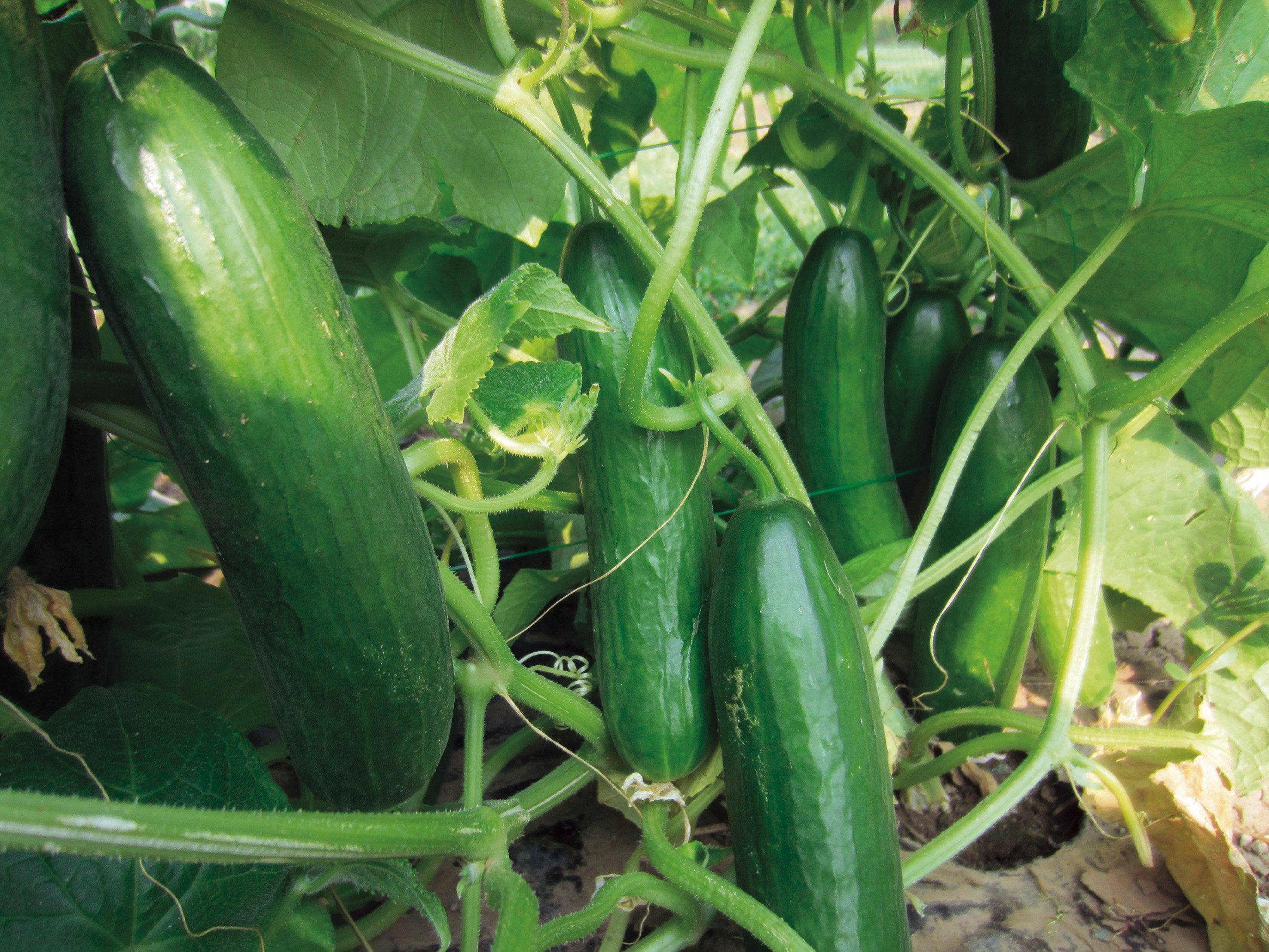 Cucumber 'Crokdelis' Grafted